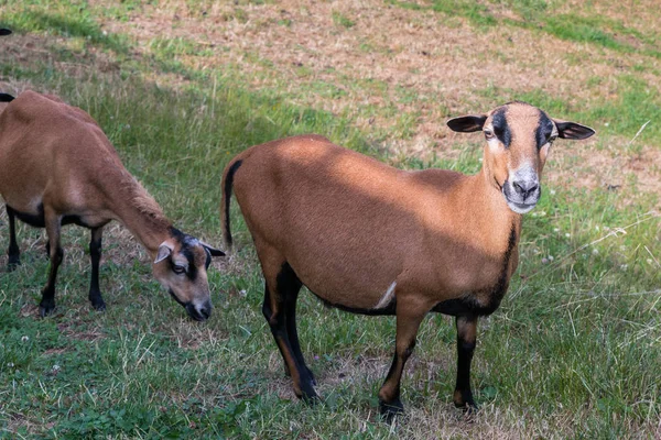 Kameruńskie owce fotografie, zdjęcia stockowe, Kameruńskie owce obrazy ...