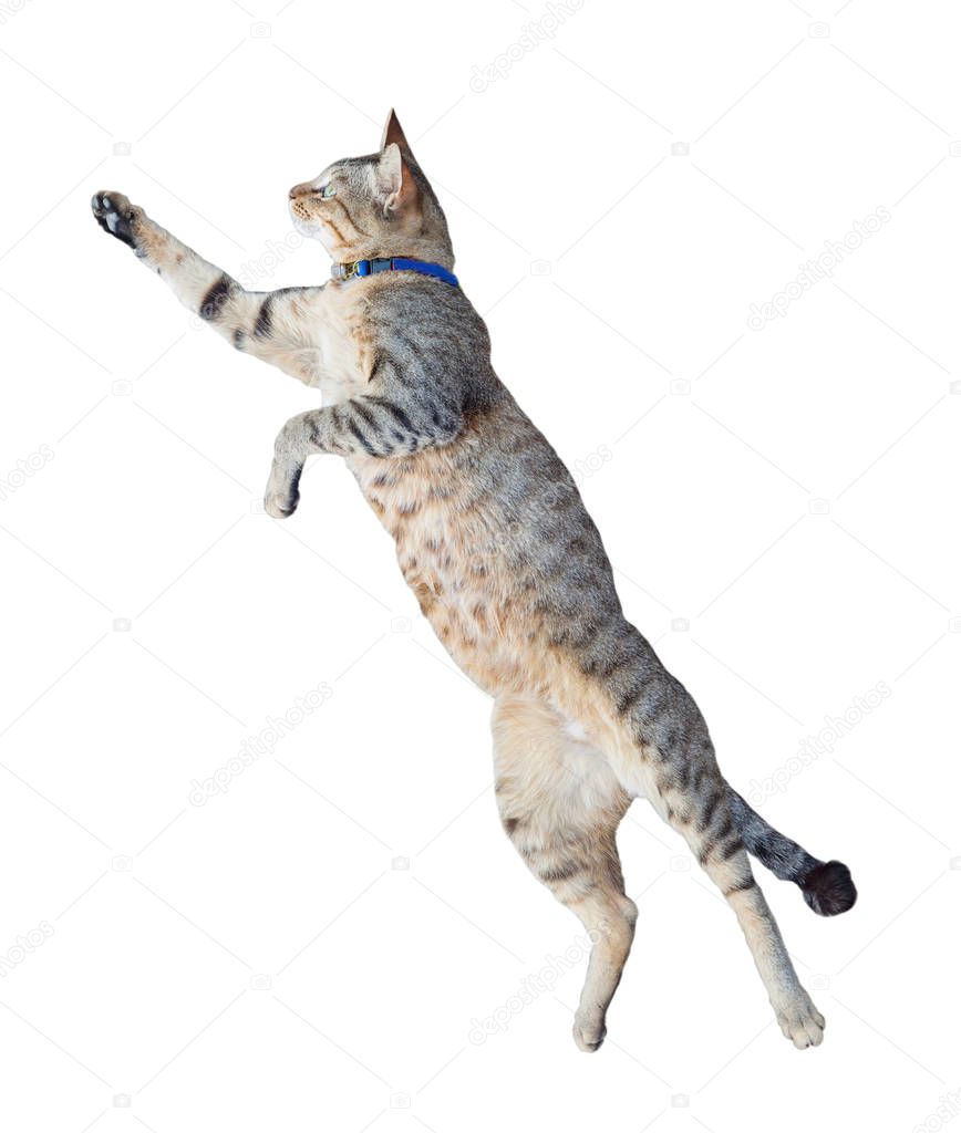 Gatito Saltando Fondo Blanco Imágenes De Gato Saltando | Descarga