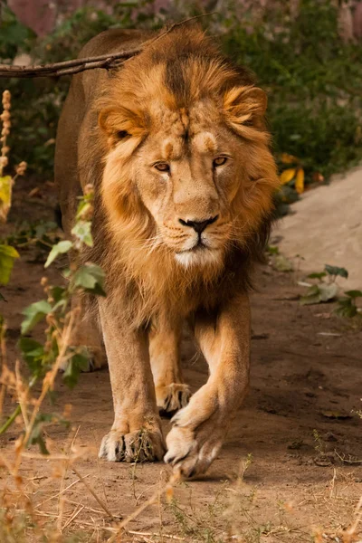 Powerful male lion with a beautiful maned male lion walking close-up ...