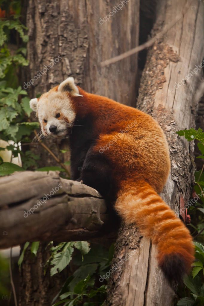 Panda rojo (oso gato): un lindo animalito rojo esponjoso (similar a un ...