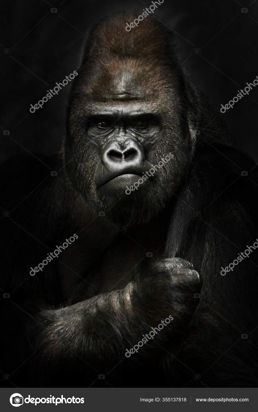 Angry Silverback Gorilla Face