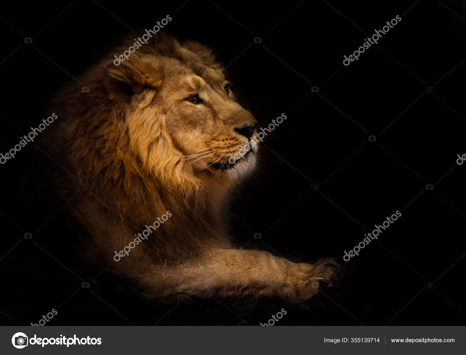 Calmness Calm Confident Profile View Powerful Male Lion Chic Mane Stock ...