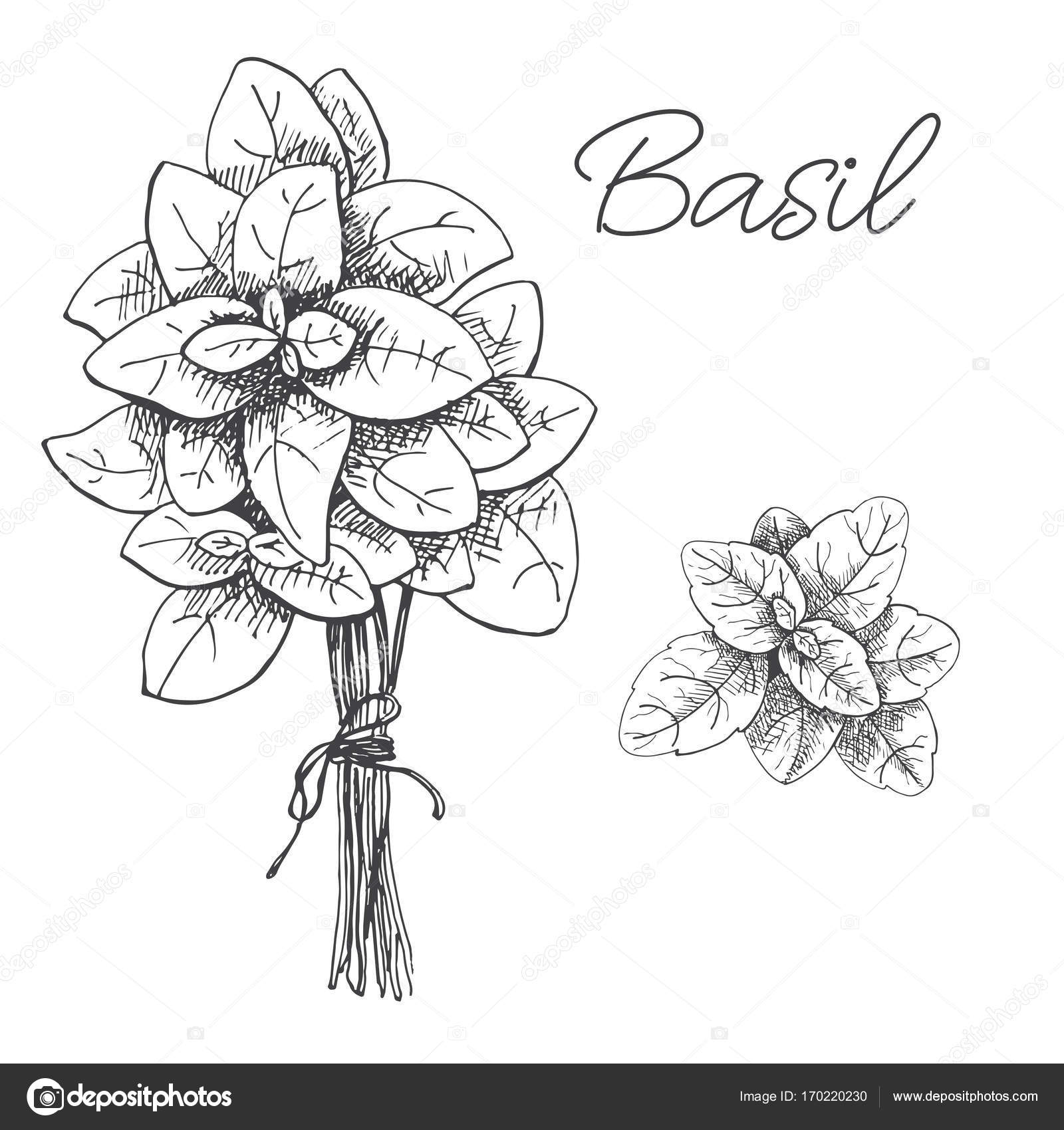 Basil Flower Drawing