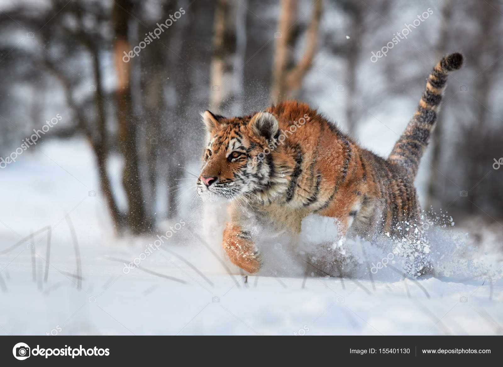 Cloe up Siberian tiger, Panthera tigris altaica, running in deep snow, young male in winter ...