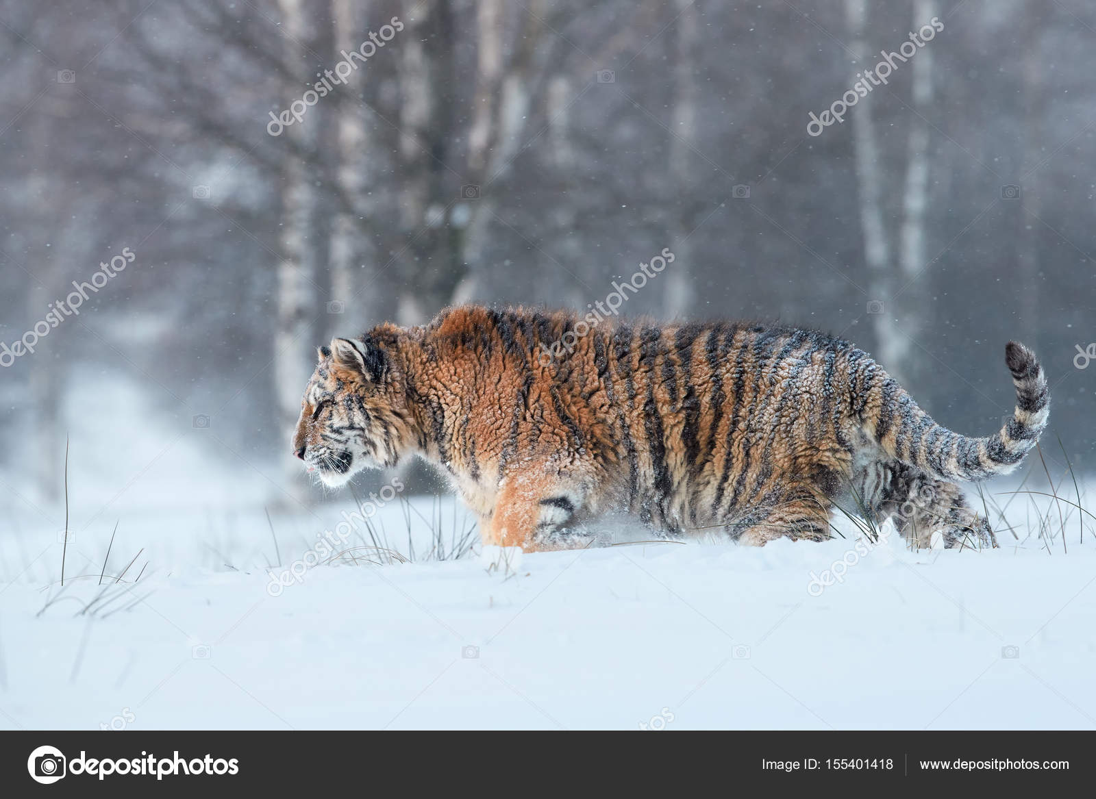 Close up, young Siberian tiger, Panthera tigris altaica, male in winter landscape, walking in ...