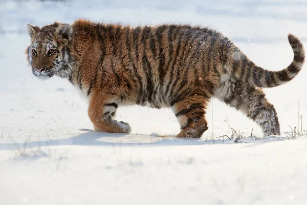 Cloe up Siberian tiger, Panthera tigris altaica, running in deep snow, young male in winter ...