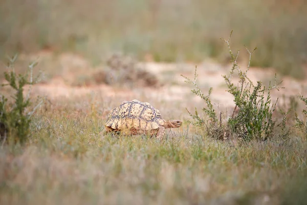 Spotted turtle Stock Photos, Royalty Free Spotted turtle Images ...