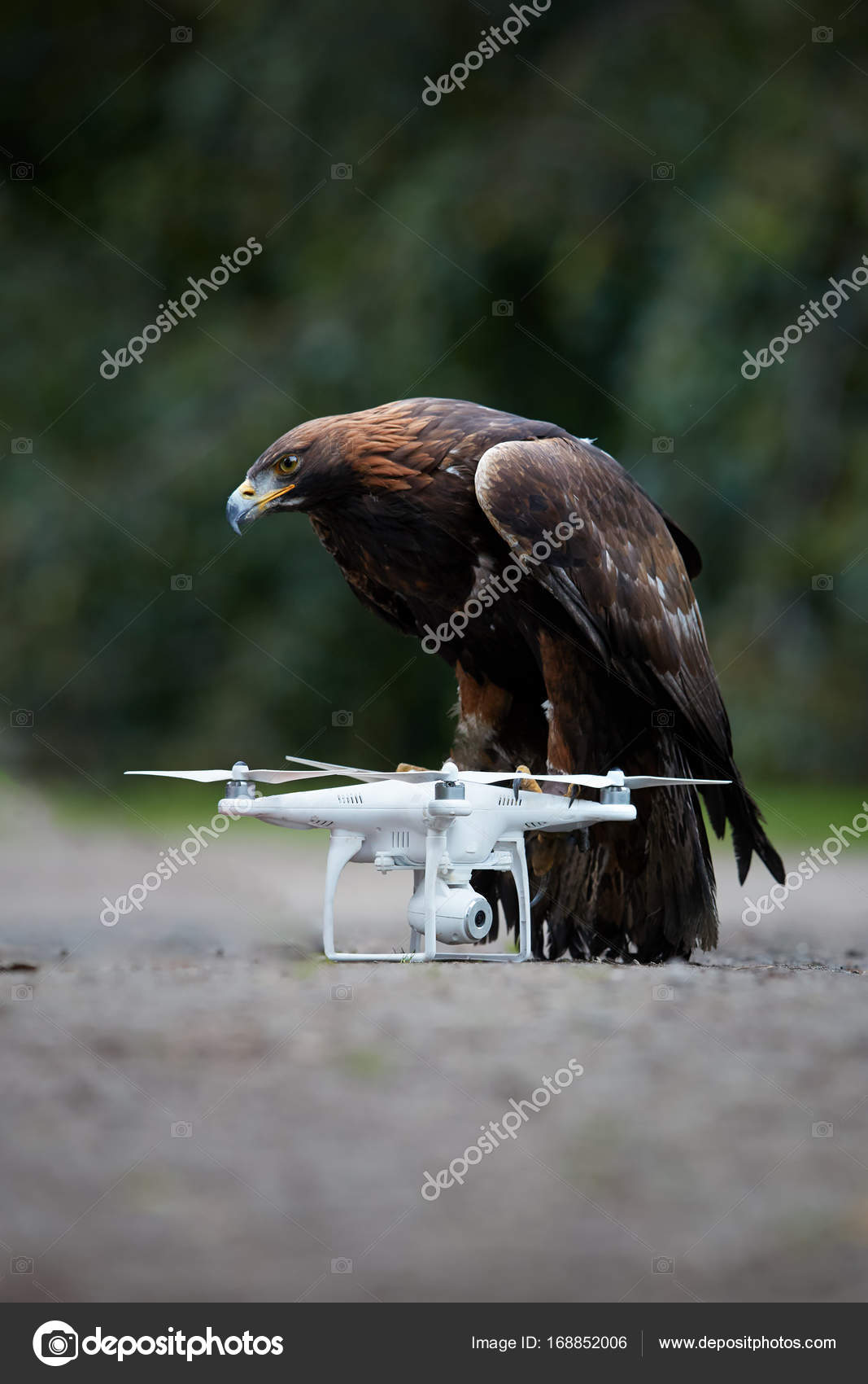 Bateleur Eagle Falconry