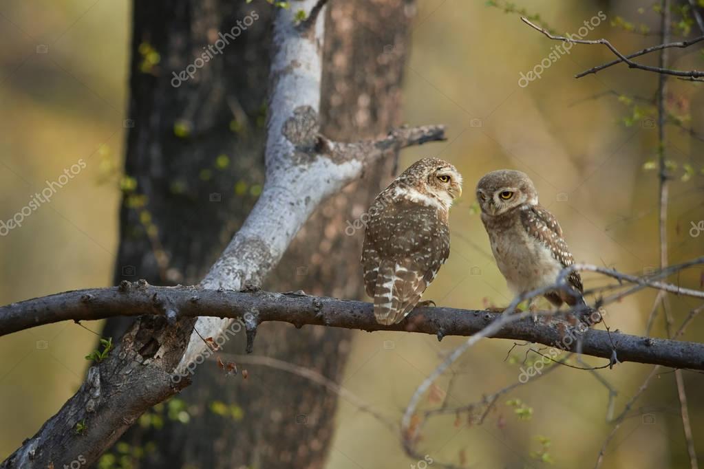 Dos búhos salvajes, Spotted Owlet, Athene brama, búhos indios posados ...