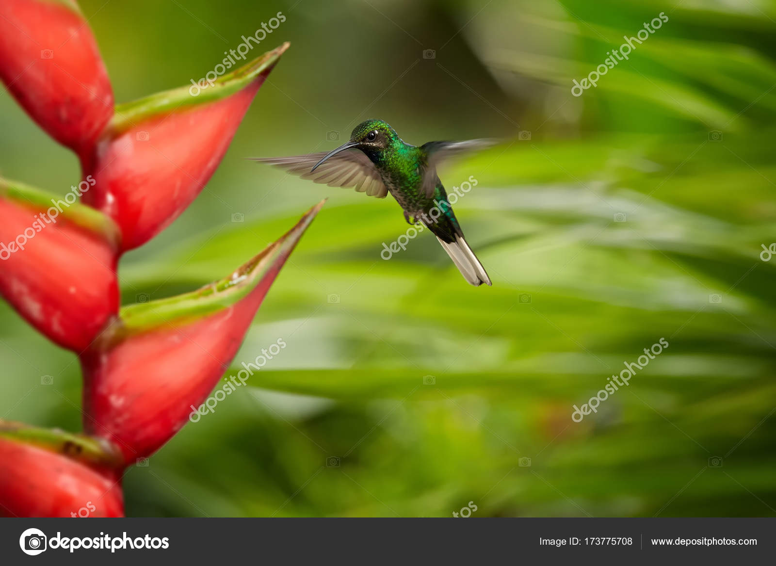 White-tailed Sabrewing, Campylopterus ensipennis, endemic hummingbird ...
