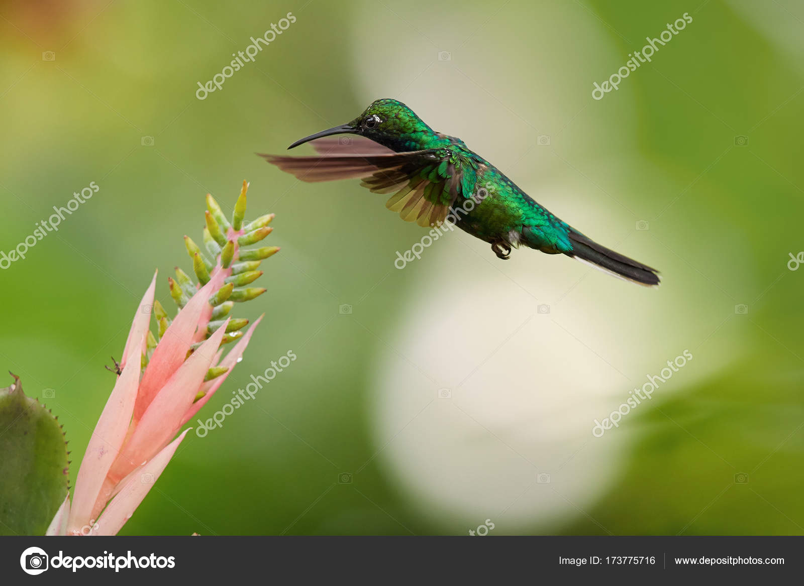 White-tailed Sabrewing, Campylopterus ensipennis, very rare,endemic ...