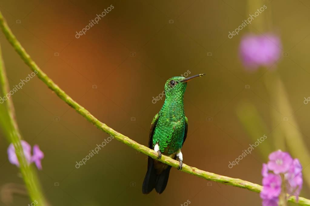 Colibrí verde brillante con alas de color cobrizo Colibrí cobrizo ...