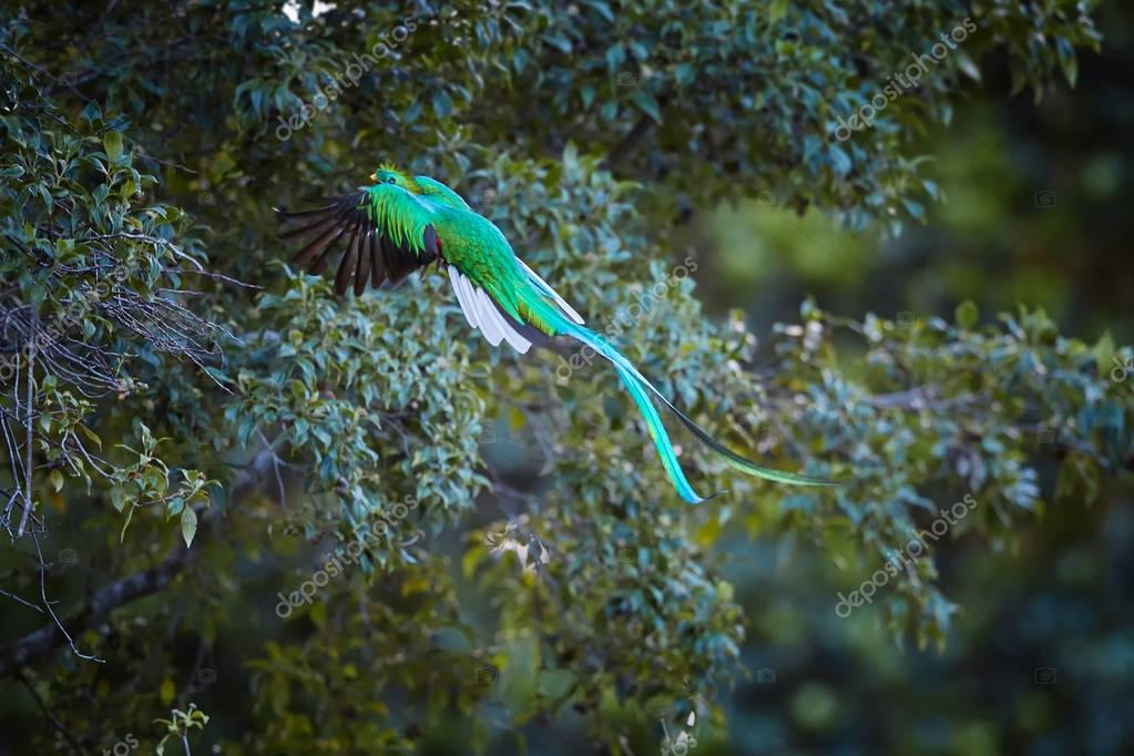 Flying Resplendent Quetzal, Pharomachrus mocinno, long-tailed ...