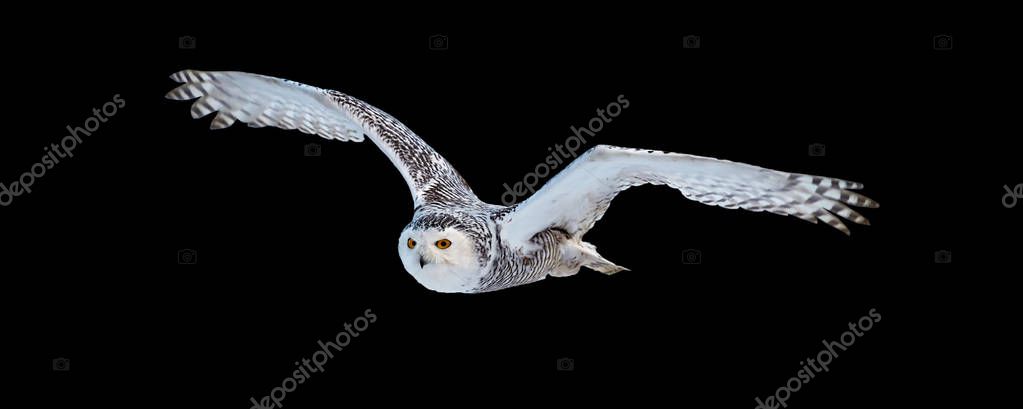 Aislado sobre fondo negro, volando hermoso búho nevado Bubo scandiacus ...