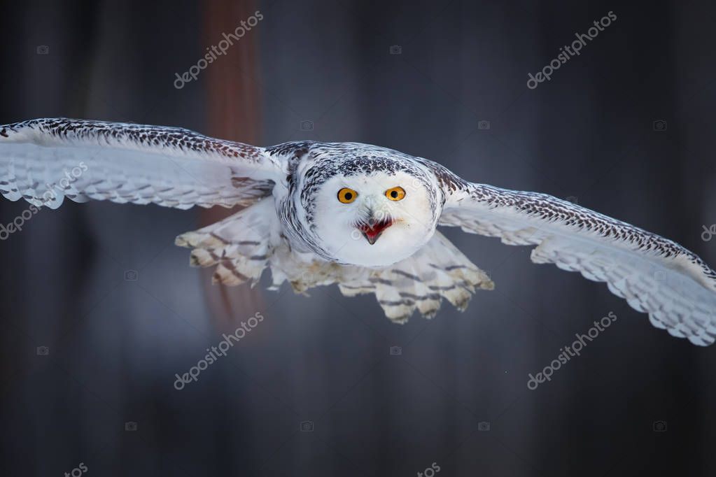 Atacando al búho nevado Bubo scandiacus desde la vista directa. Portait ...