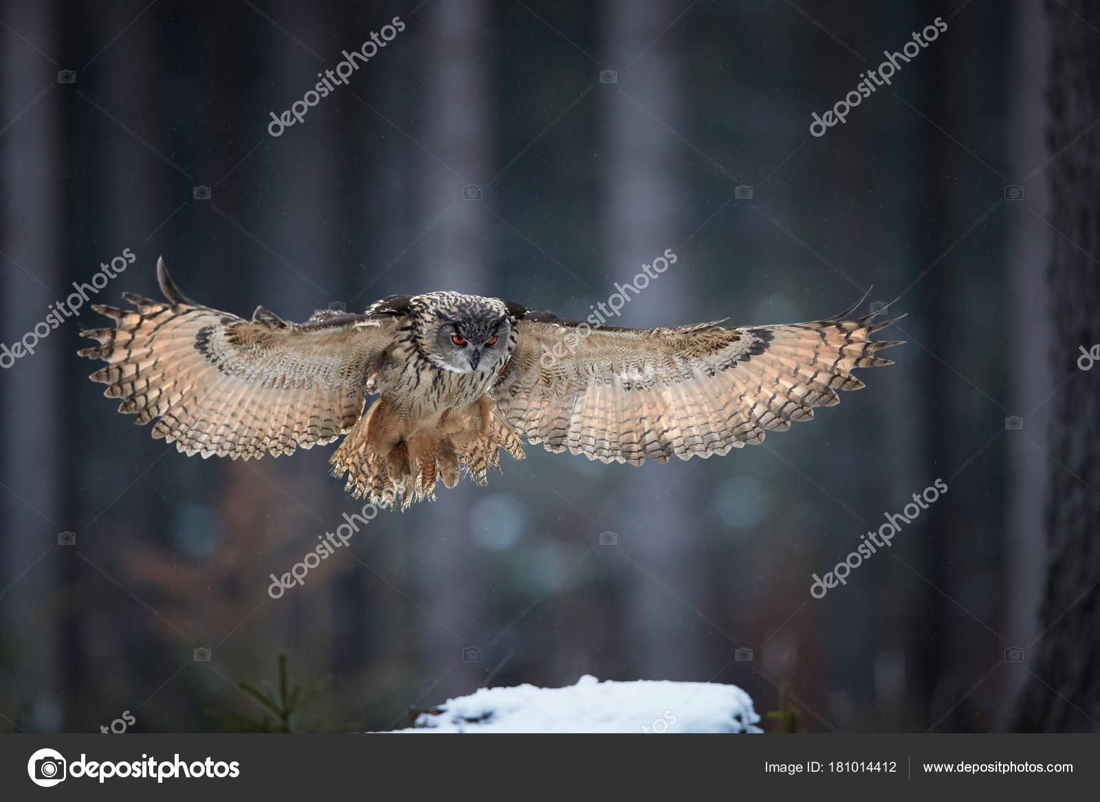 Eagle owl, Bubo bubo, giant owl flying directly at camera with fully ...