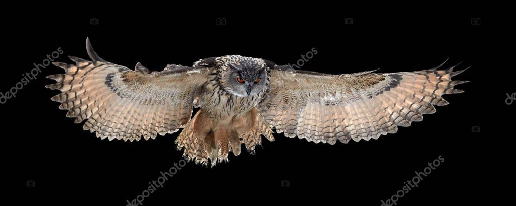 Aislado sobre fondo negro, búho águila, Bubo bubo, búho gigante volando ...