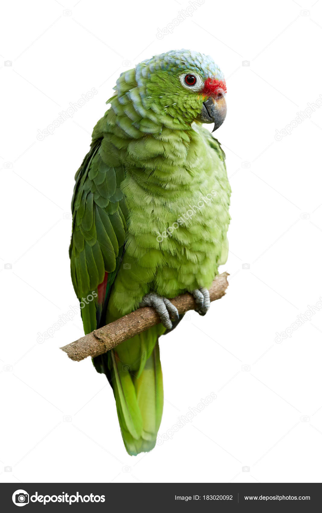 Aislado sobre fondo blanco, foto vertical de cotorra silvestre o periquito de Finsch, loro verde ...