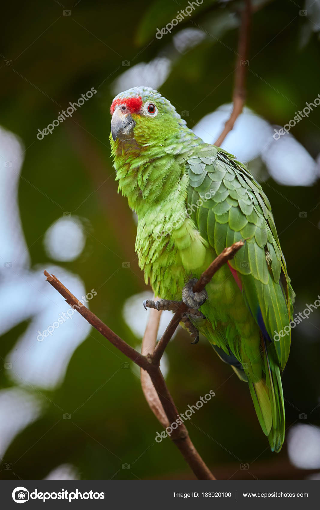 Green Parrot Red Beak