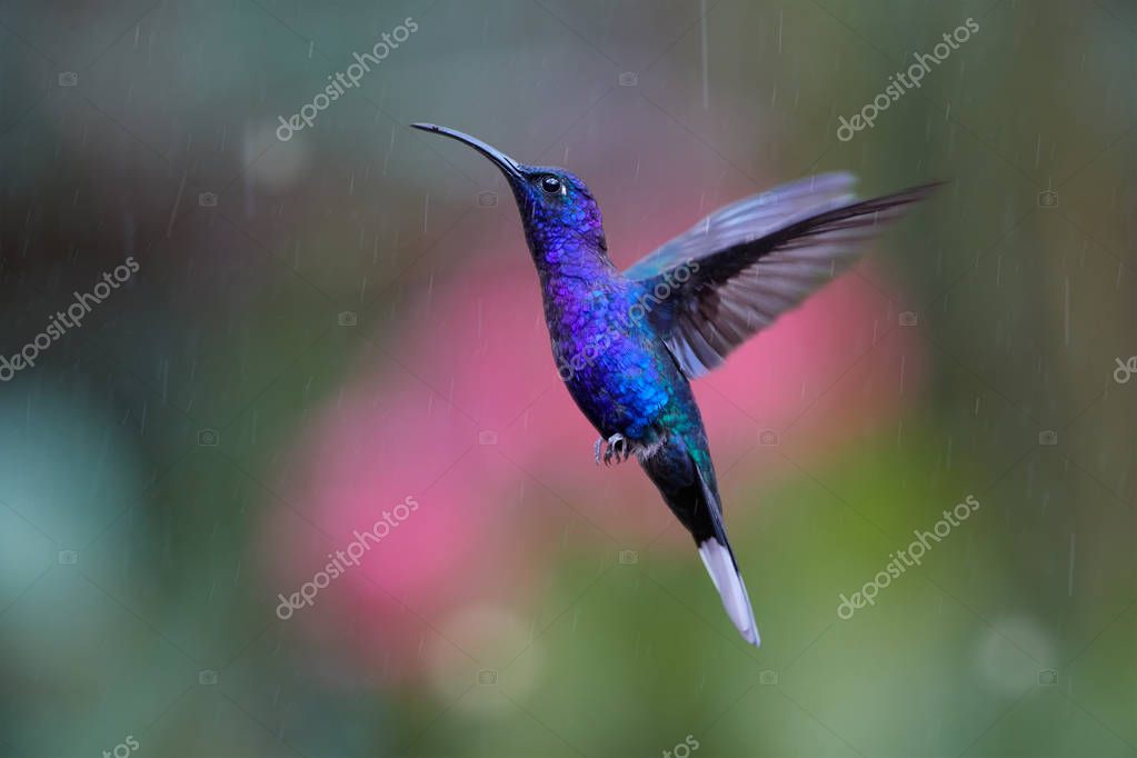 Primer plano colibrí azul, Campylopterus hemileucurus, brillante Violet ...