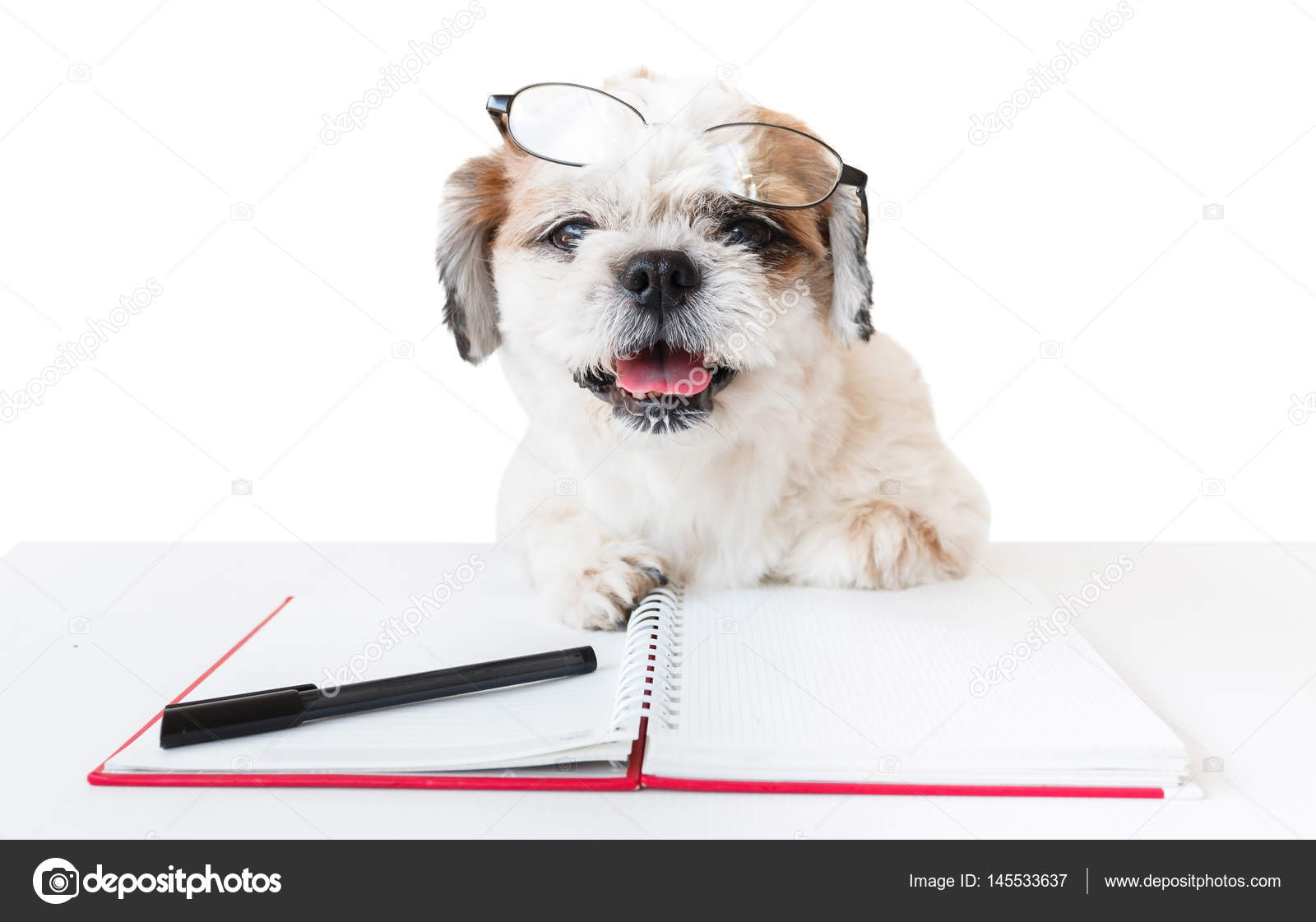 Dog with notebook and pen. Stock Photo by ©thisislove 145533637