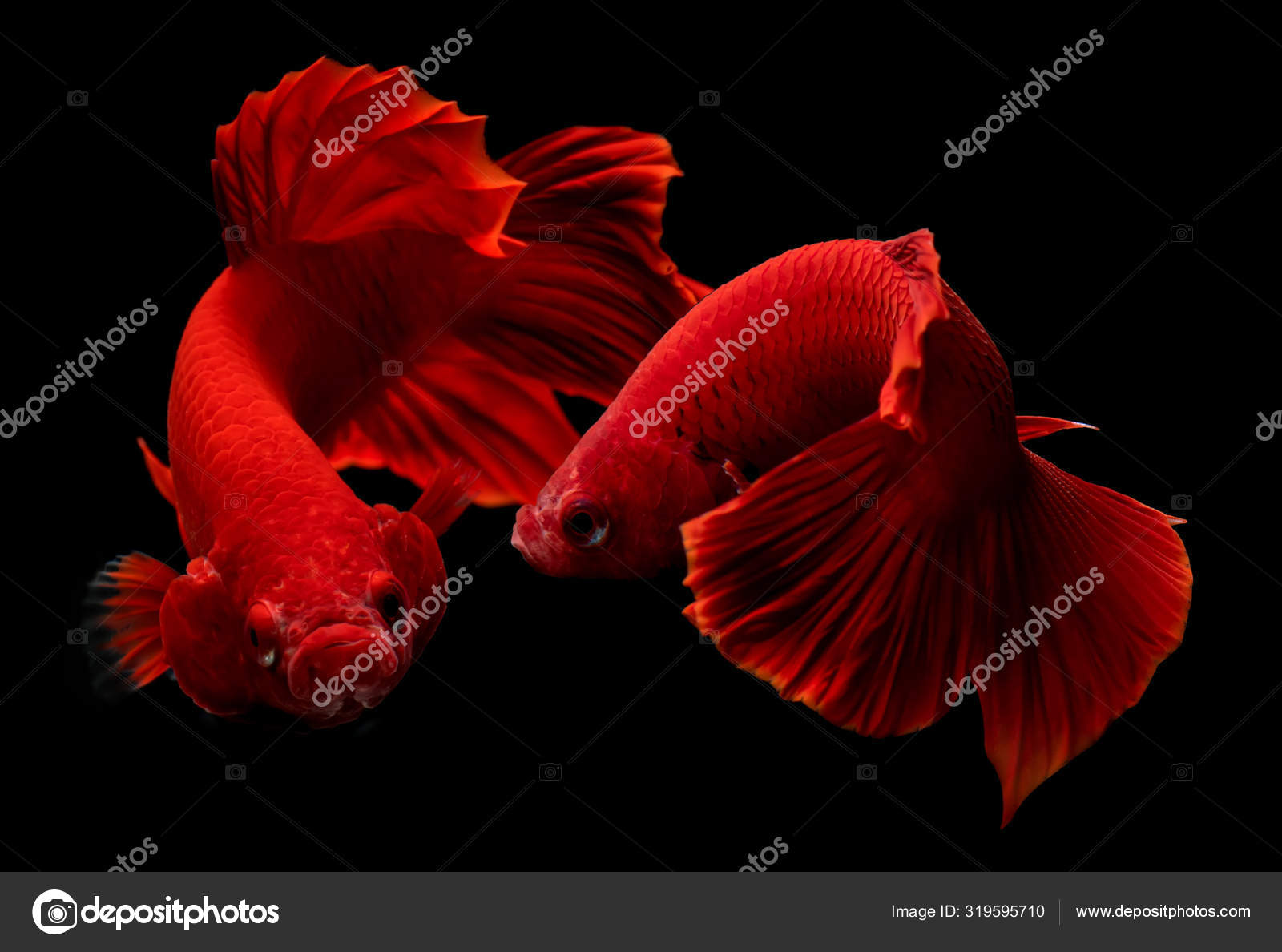 Super red betta fish. — Stock Photo © lewzsan.gmail.com #319595710
