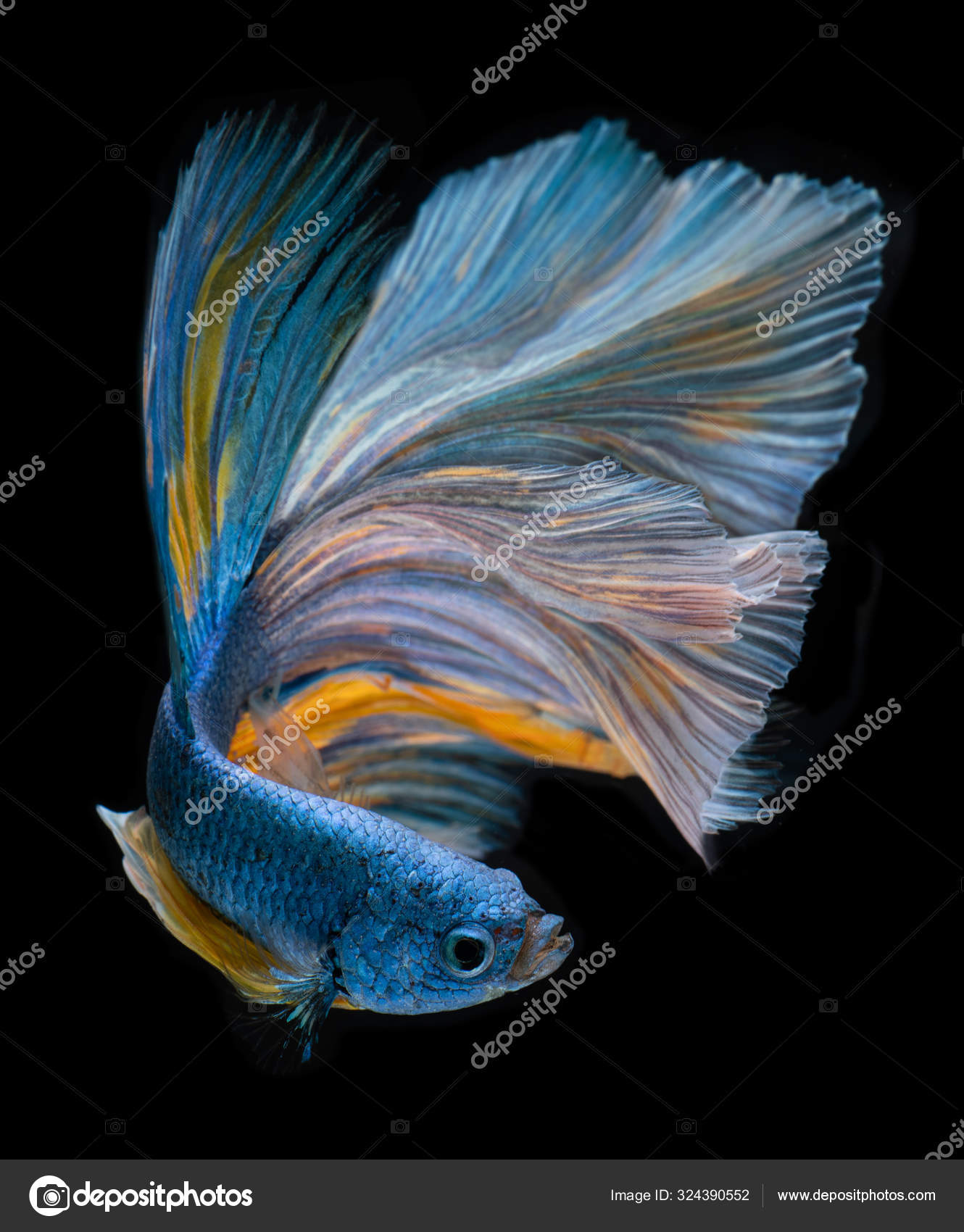 Half Moon Fighter Fish Wallpaper