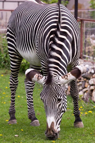 Fat zebra Stock Photos, Royalty Free Fat zebra Images | Depositphotos