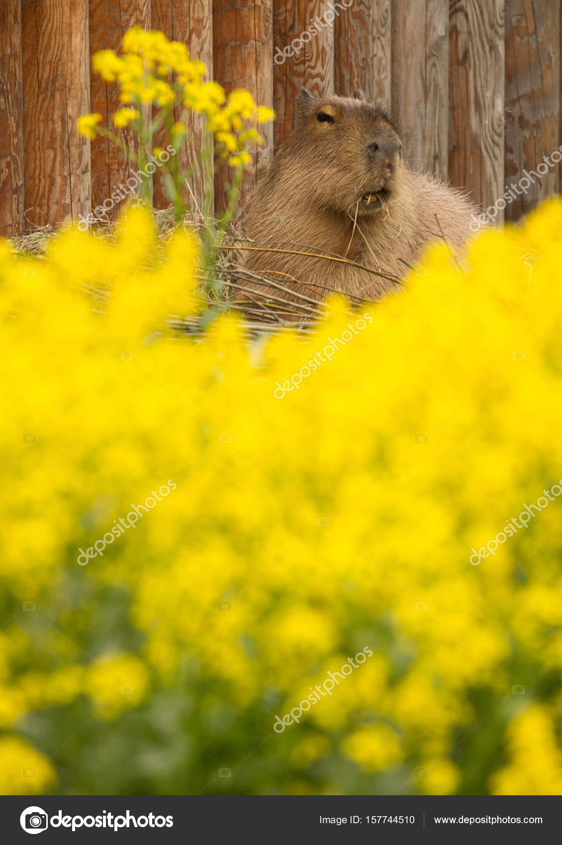 Capybara Eating Grass