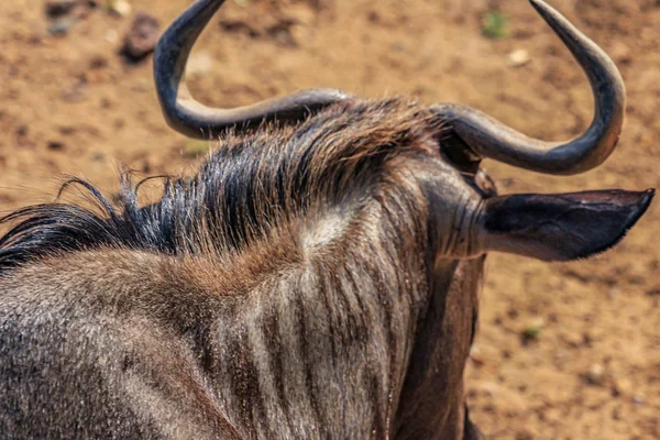African Wildebeest Head