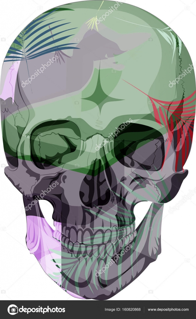 Human skull bones skeleton dead Stock Vector by ©lu.bondarieva.gmail ... Human skull bones skeleton dead Stock Vector by ©lu.bondarieva.gmail ...