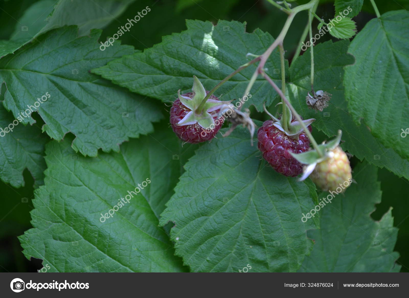 Rubus Idaeus Shrub Species Rubus Genus Family Rosaceae Tasty Healthy ...