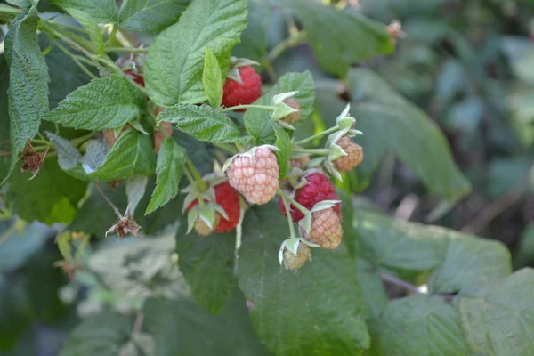 Rubus idaeus, shrub, a species of the Rubus genus of the family ...