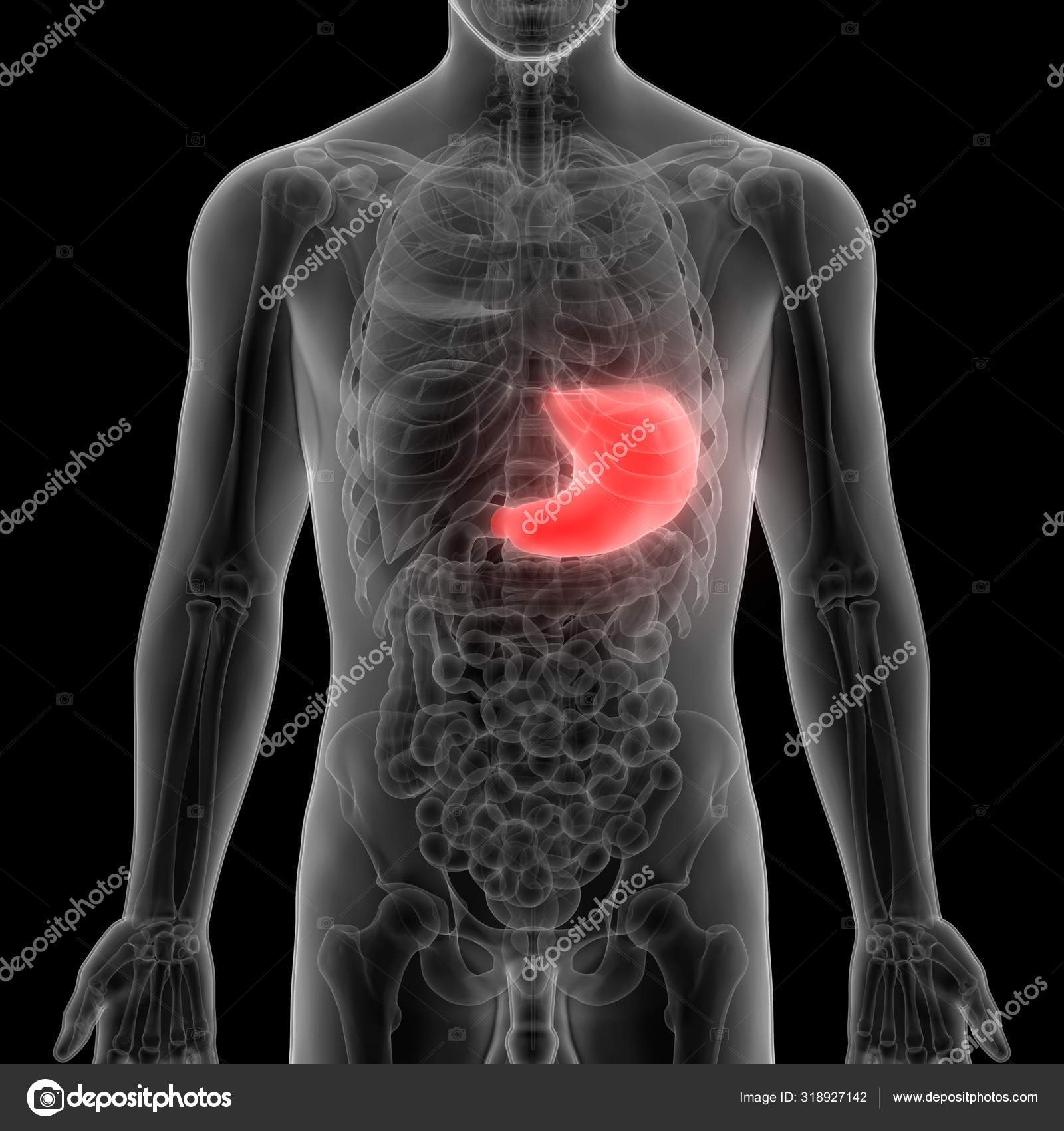 Illustration Huma Liver Anatomy Stock Photo by ©magicmine 318927142