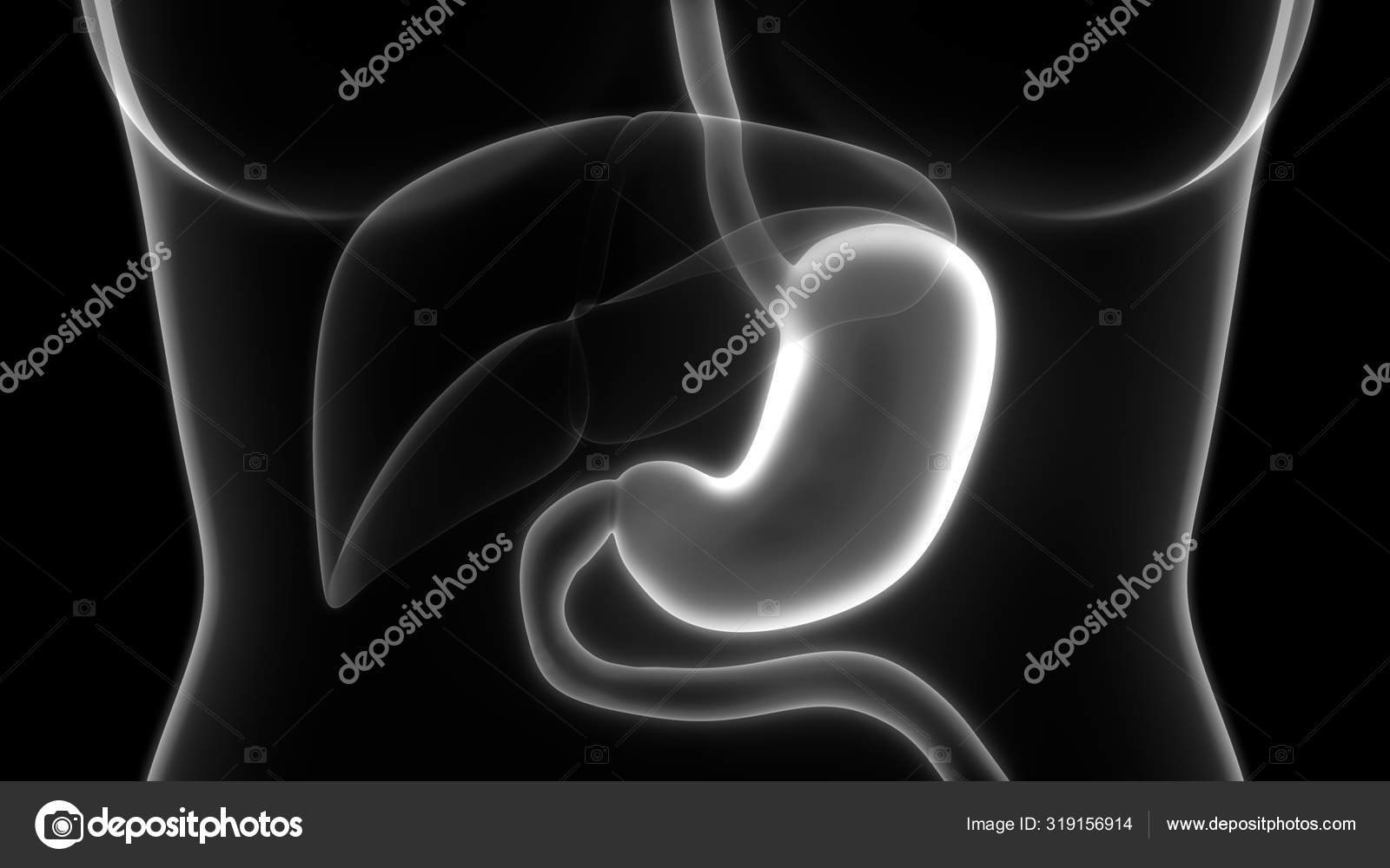 Sistem Pencernaan Manusia Anatomi Perut Ilustrasi — Foto Stok ...