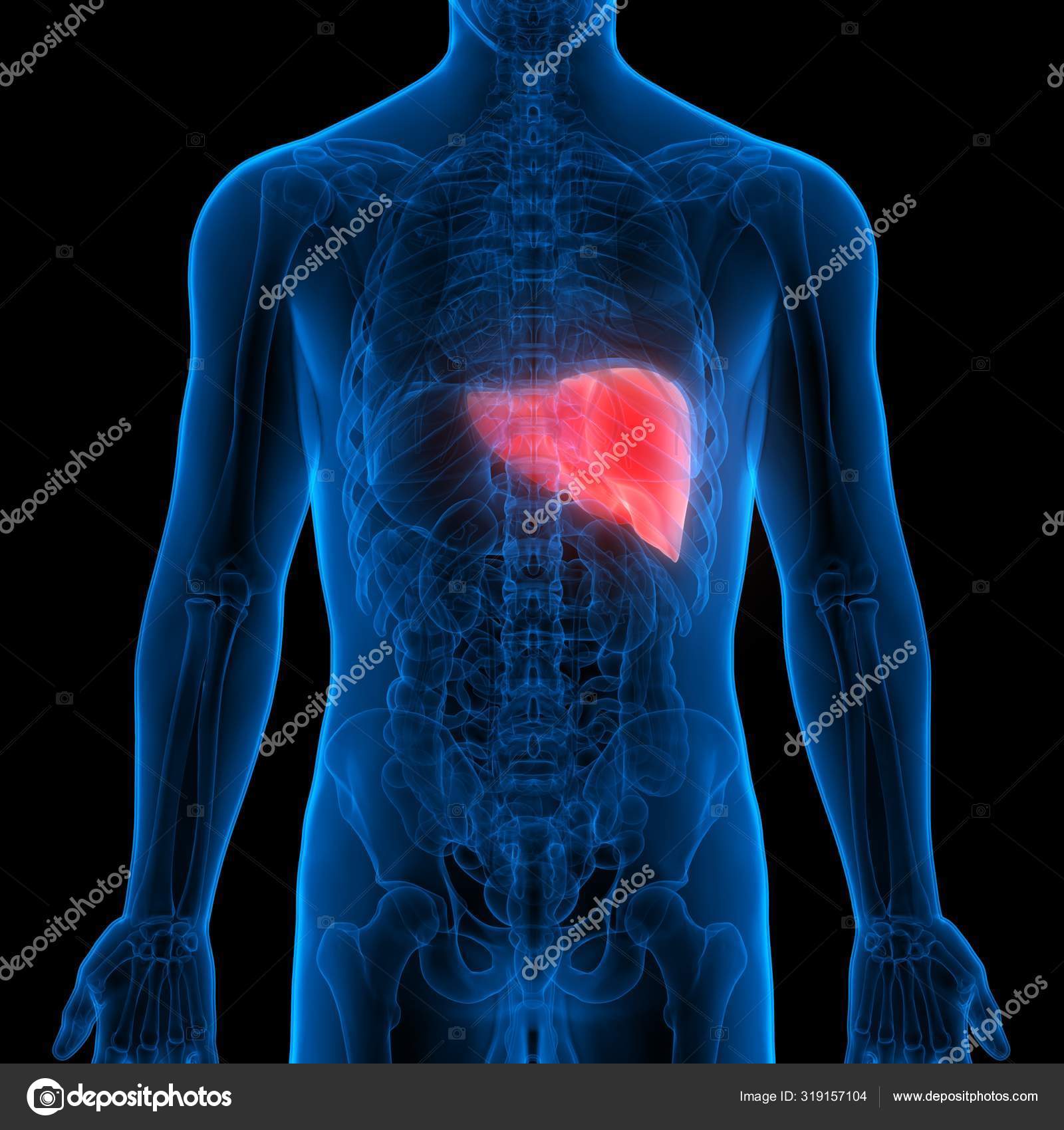 Sistema Digestivo Humano Anatomia Estômago Vista Anterior — Fotografia ...