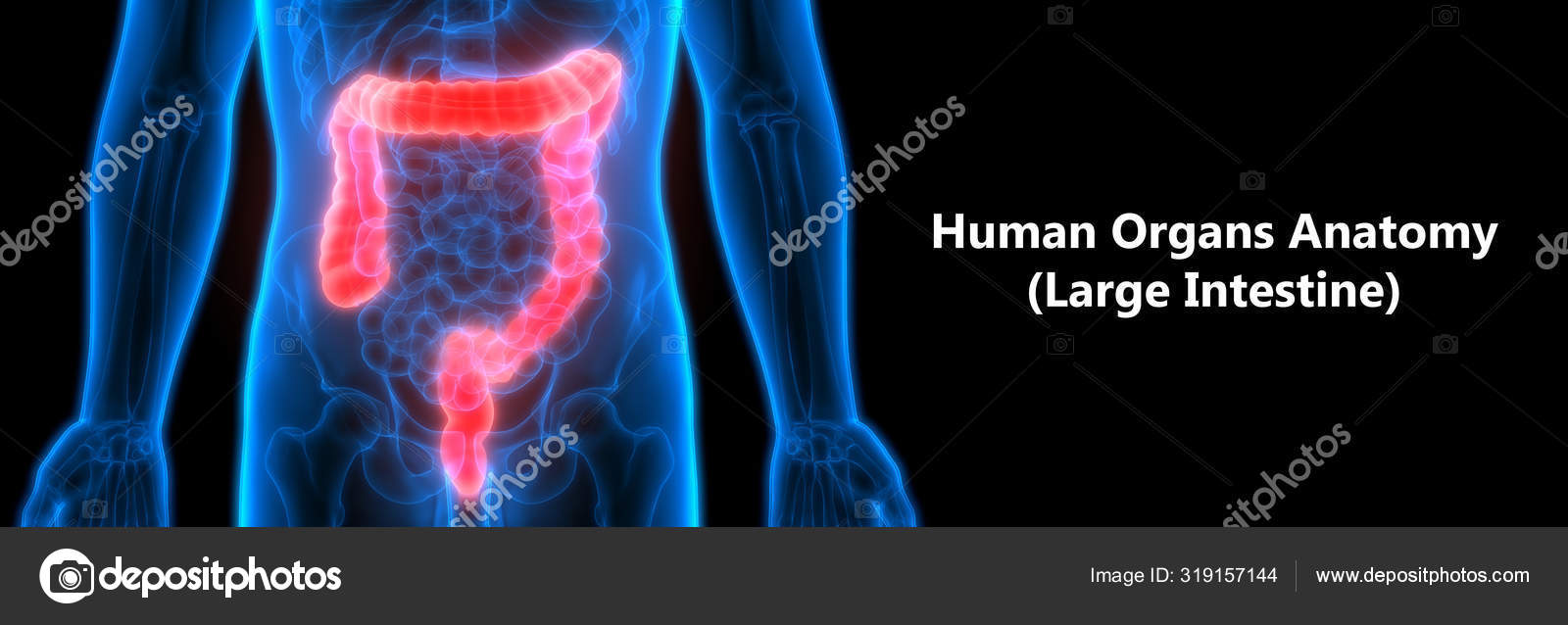 Anatomie Des Menschlichen Verdauungssystems Dickdarm – Stockfoto ...