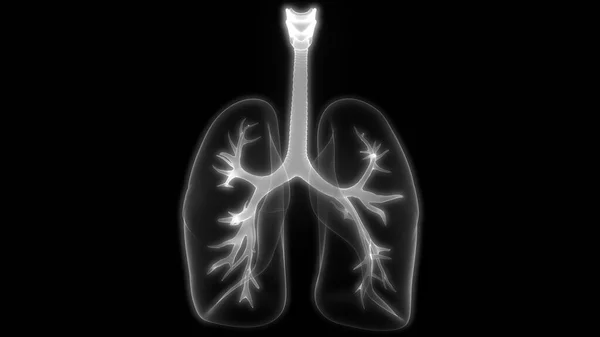 Lung radiograph Stock Photos, Royalty Free Lung radiograph Images ...