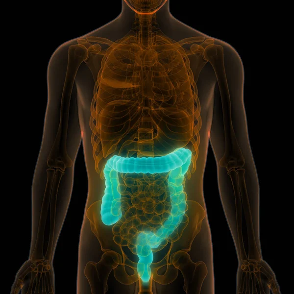 Human Digestive System Anatomy Large Intestine — Stock Photo ...