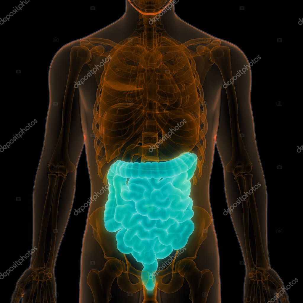 Anatomía del sistema digestivo humano (estómago con intestino delgado ...