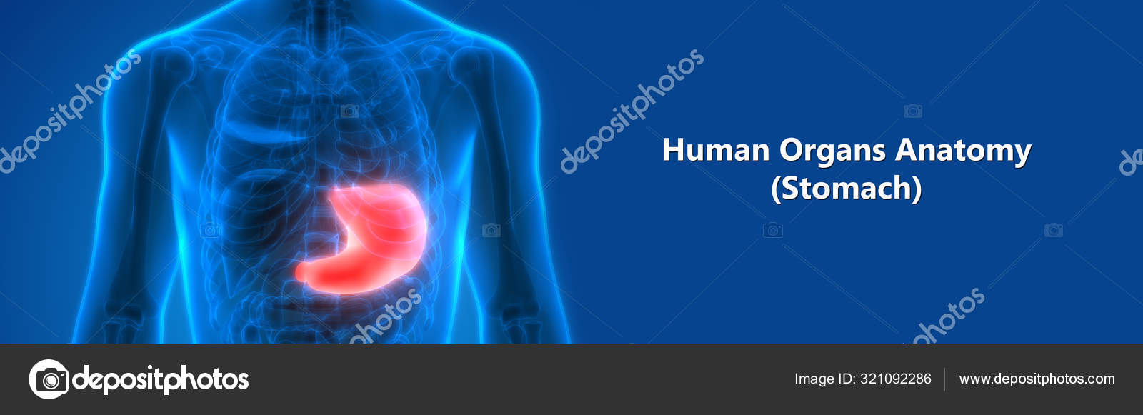 Human Digestive System Stomach Anatomy Anterior View — Stock Photo ...