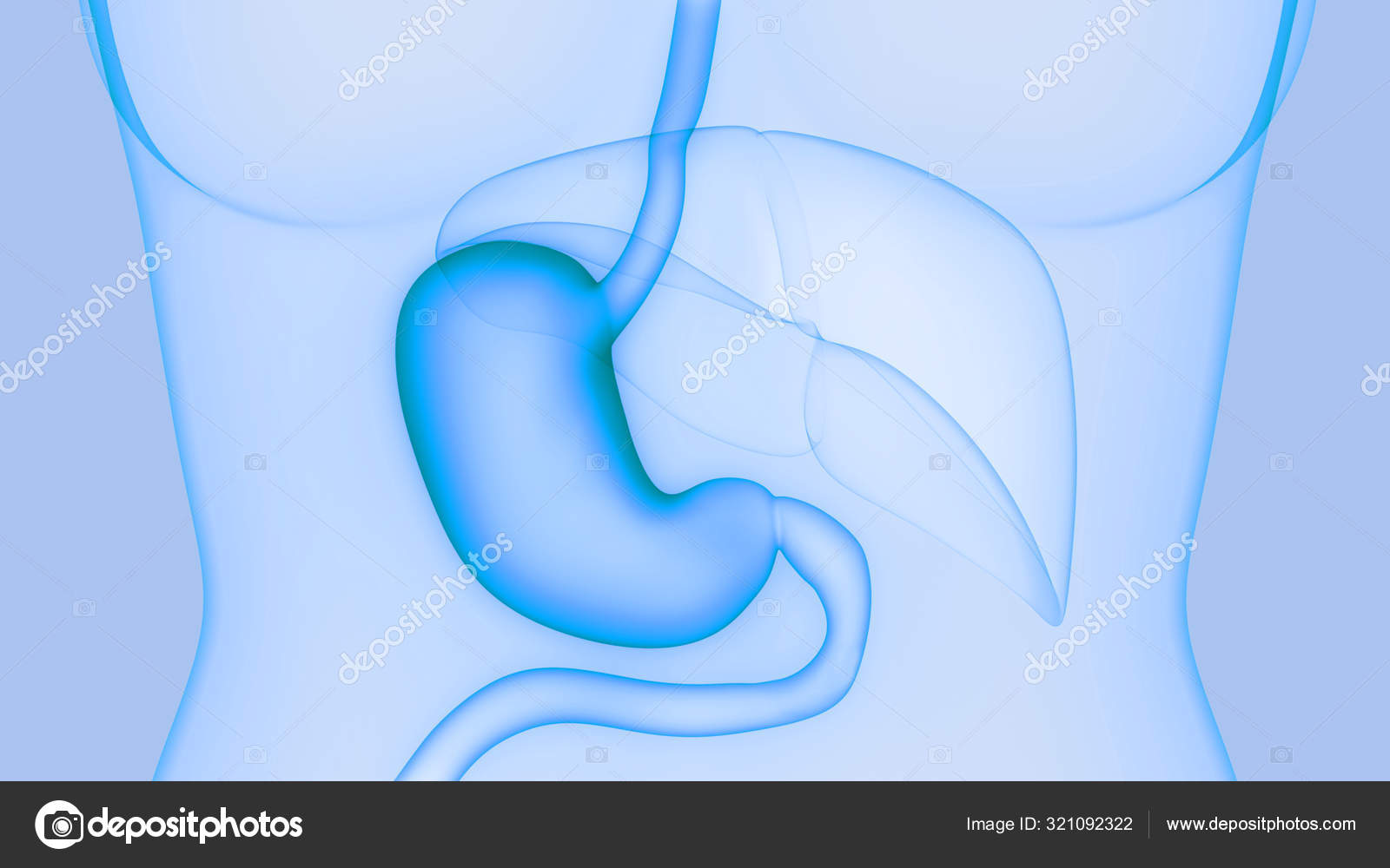 Human Digestive System Stomach Anatomy Anterior View — Stock Photo ...