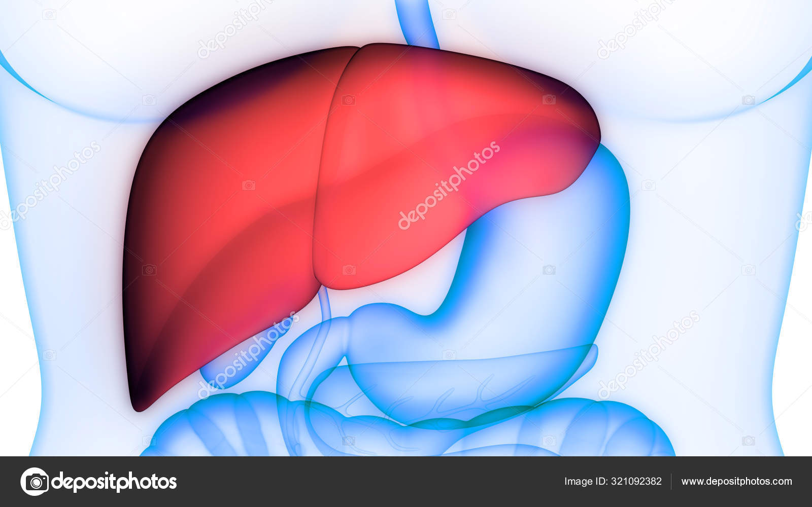 Sistema Digestivo Humano Anatomía Estomacal Vista Anterior: fotografía ...