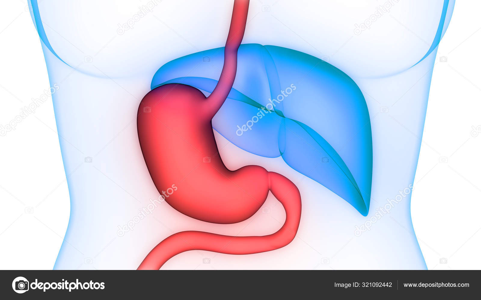 Human Digestive System Stomach Anatomy Anterior View Stock Photo by ...