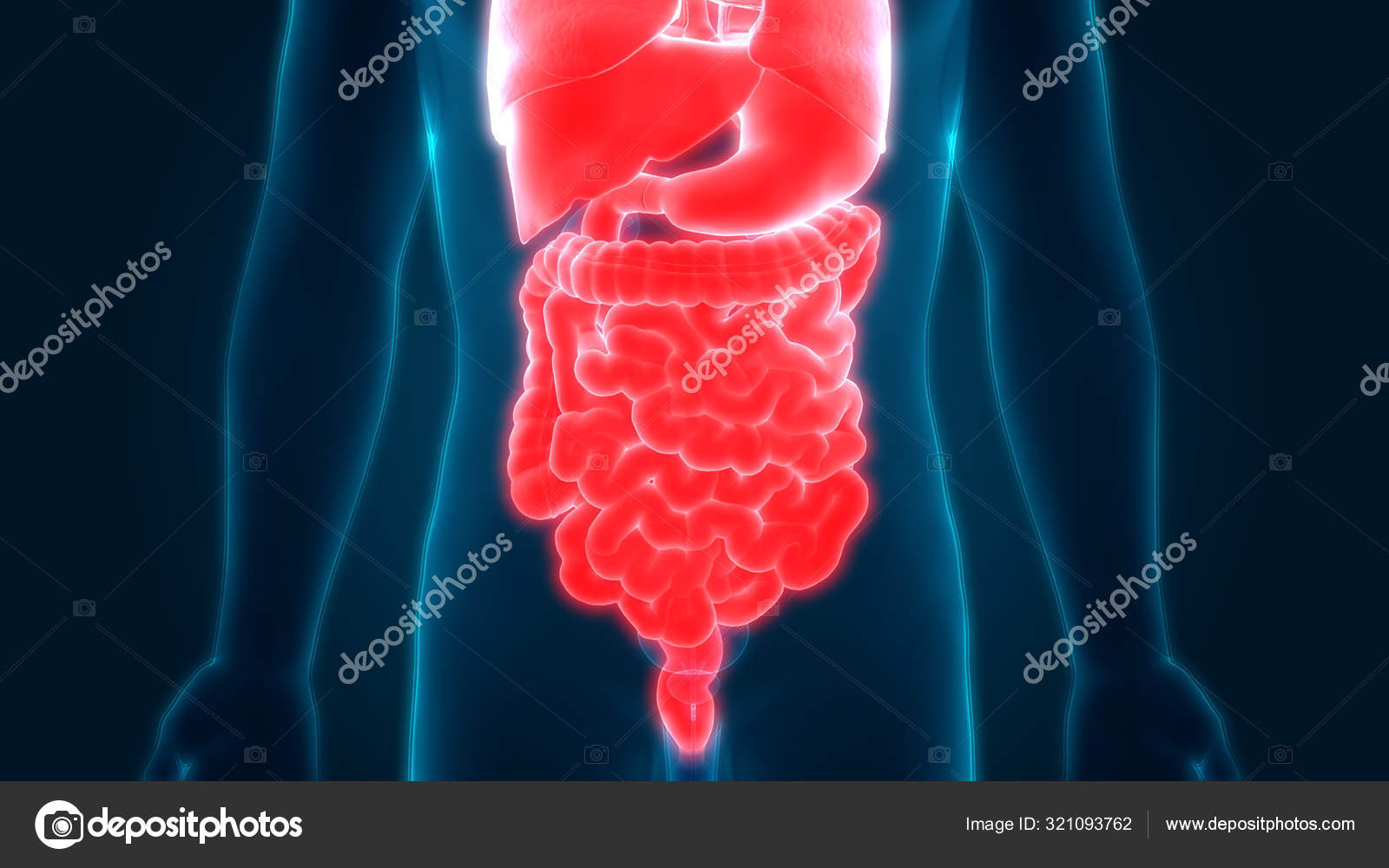 Anatomía Del Sistema Digestivo Humano Estómago Con Intestino Delgado ...