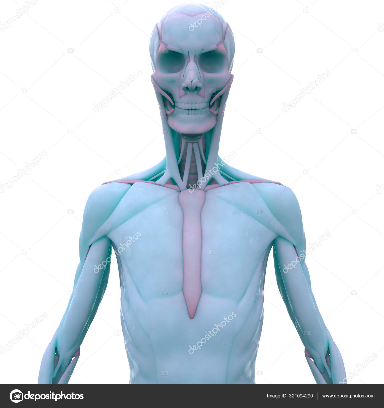Xray Human Skeleton Stock Photos Image 4418673