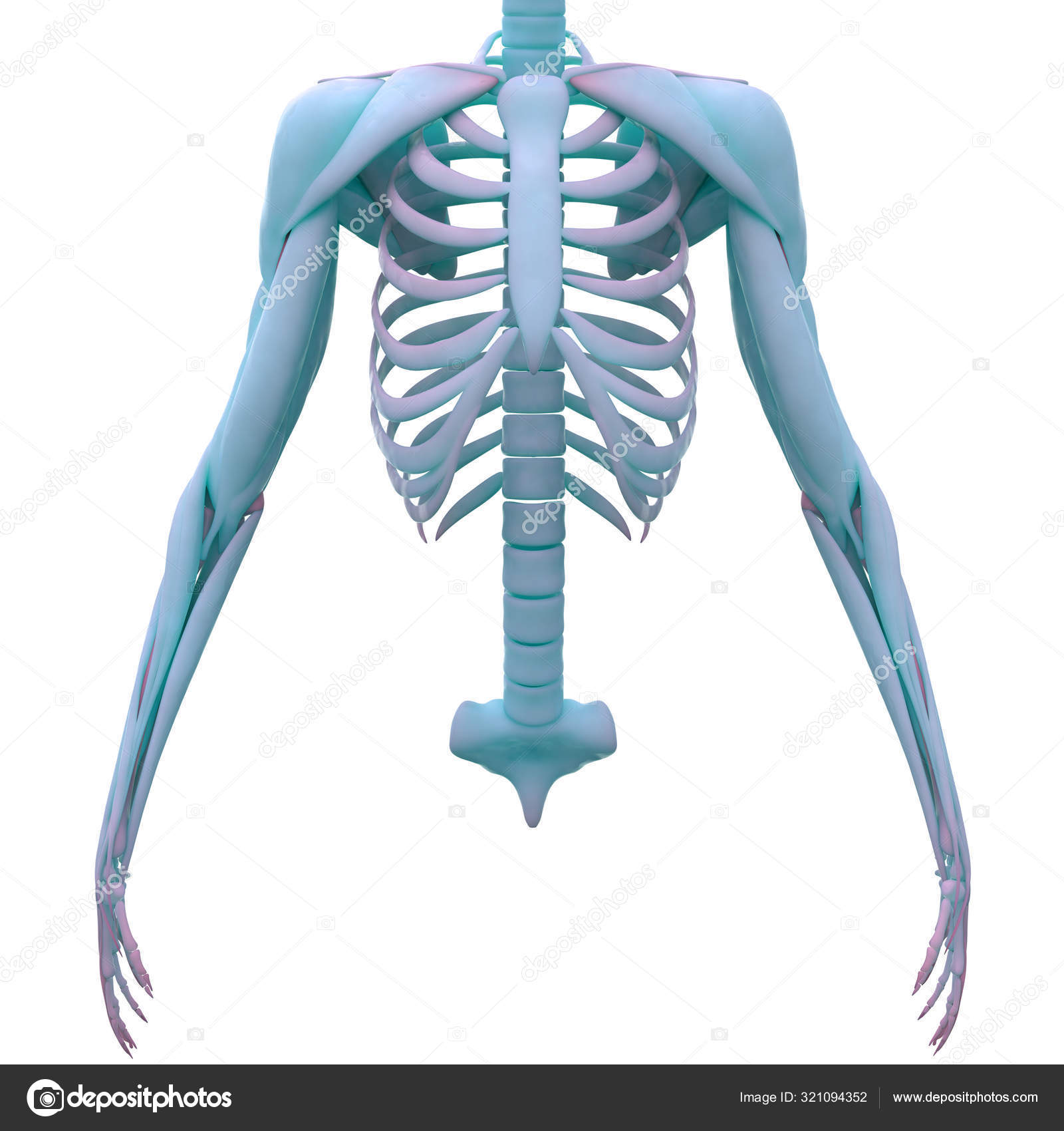 Human Skeleton Back Ribs