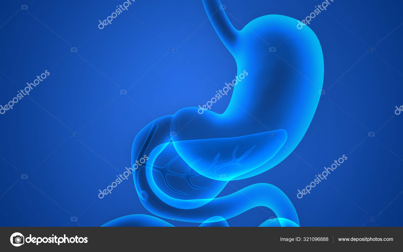 Sistema Digestivo Humano Anatomia Estômago Vista Anterior — Fotografia ...