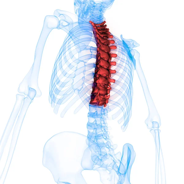 Spinal misalignment Stock Photos, Royalty Free Spinal misalignment ...