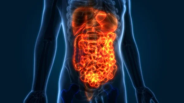 Intestino artificial Stock Photos, Royalty Free Intestino artificial ...